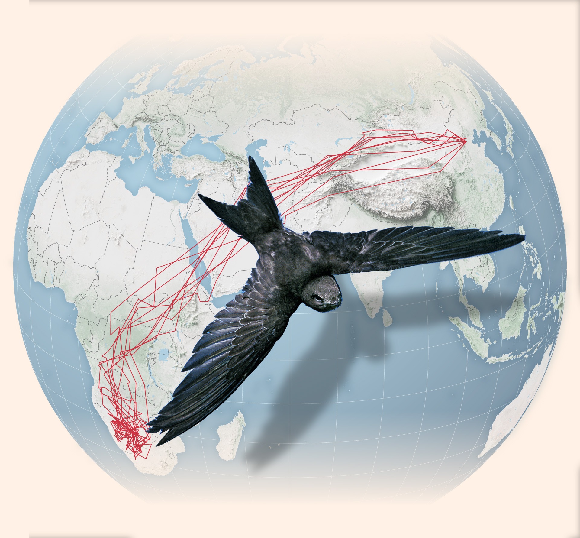 How migratory birds teach us to be better stewards of the Earth ...