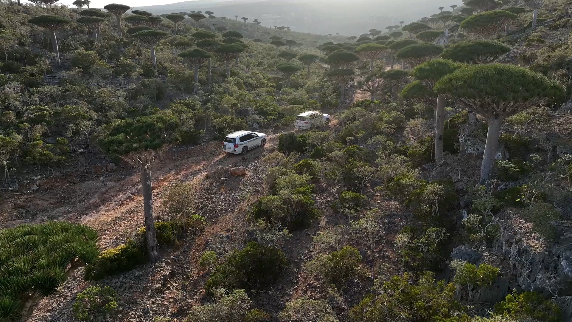 Socotra: rediscovering the ‘island abode of bliss’ | Financial Times