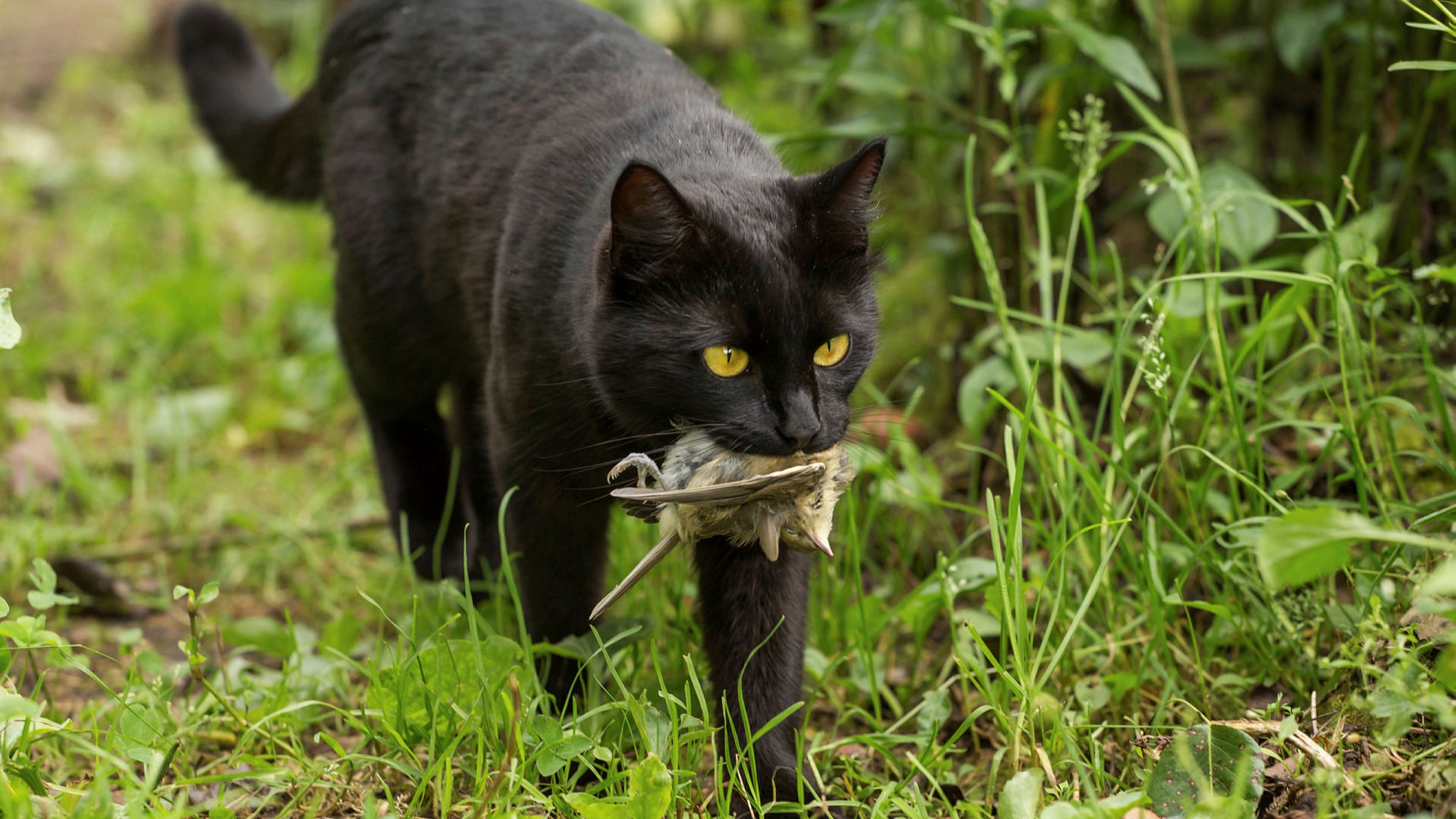 Letter: Songbird predation needs to be taken seriously | Financial Times